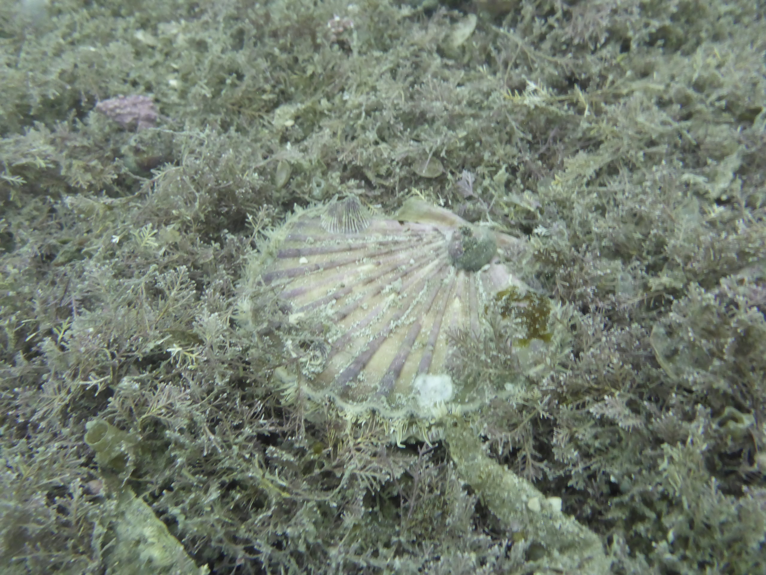 Scallops Underwater
