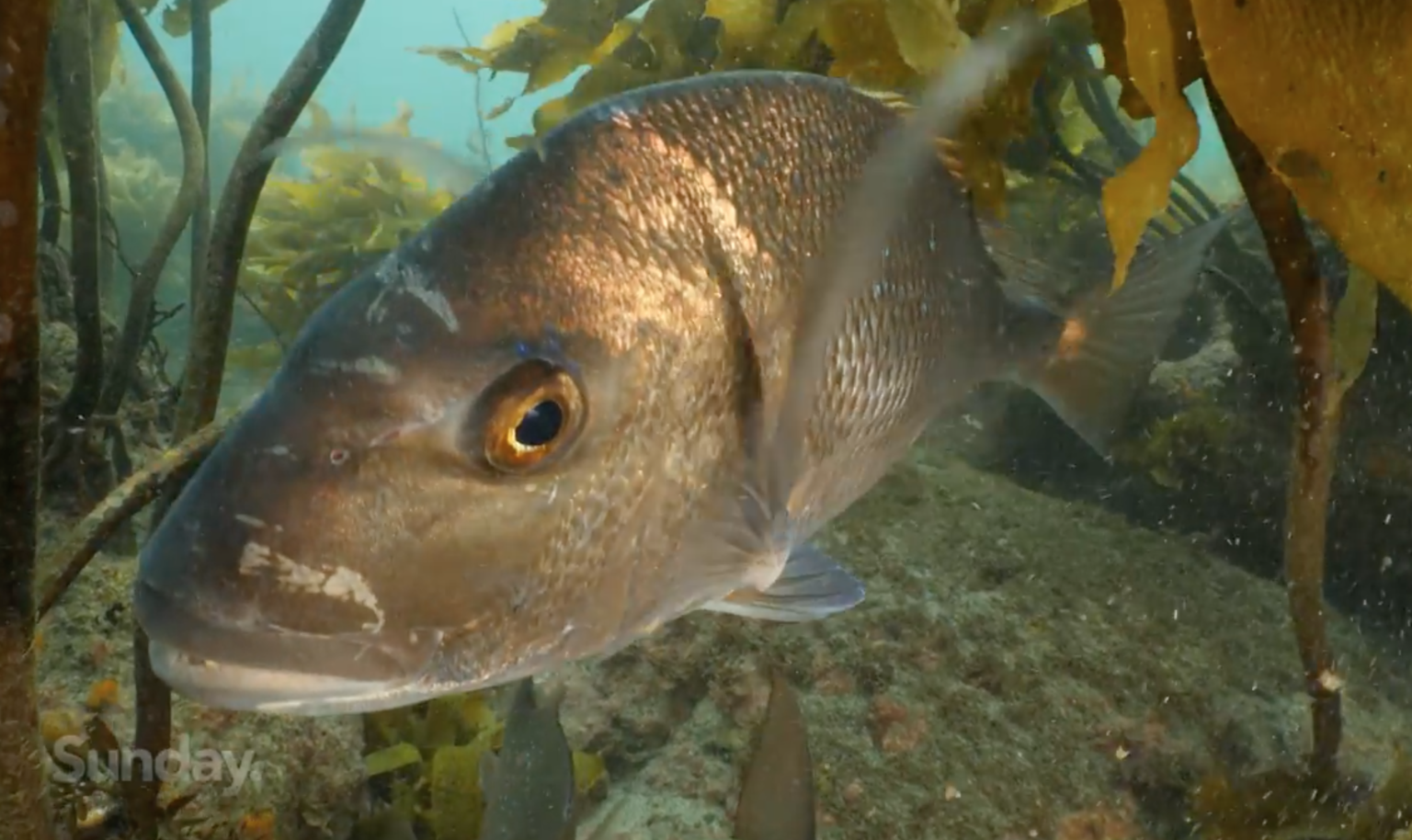 Troubled Waters: Nick Shears appears on TVNZ talking about kina barrens - The Noises