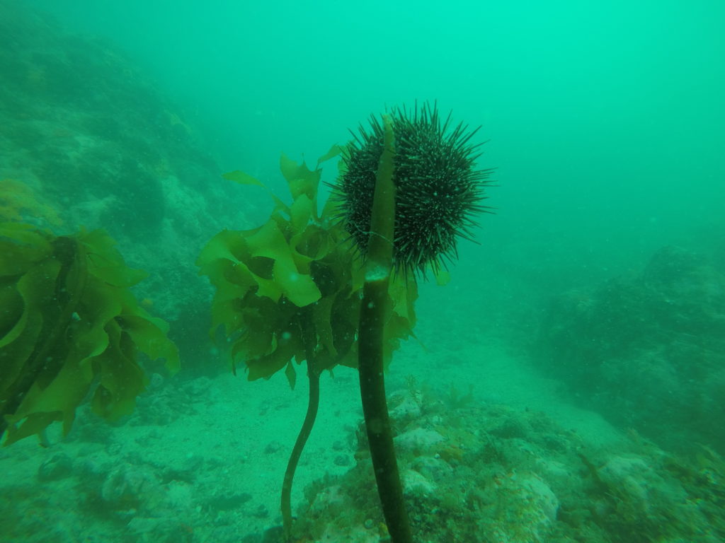 We need to talk about kina - The Noises