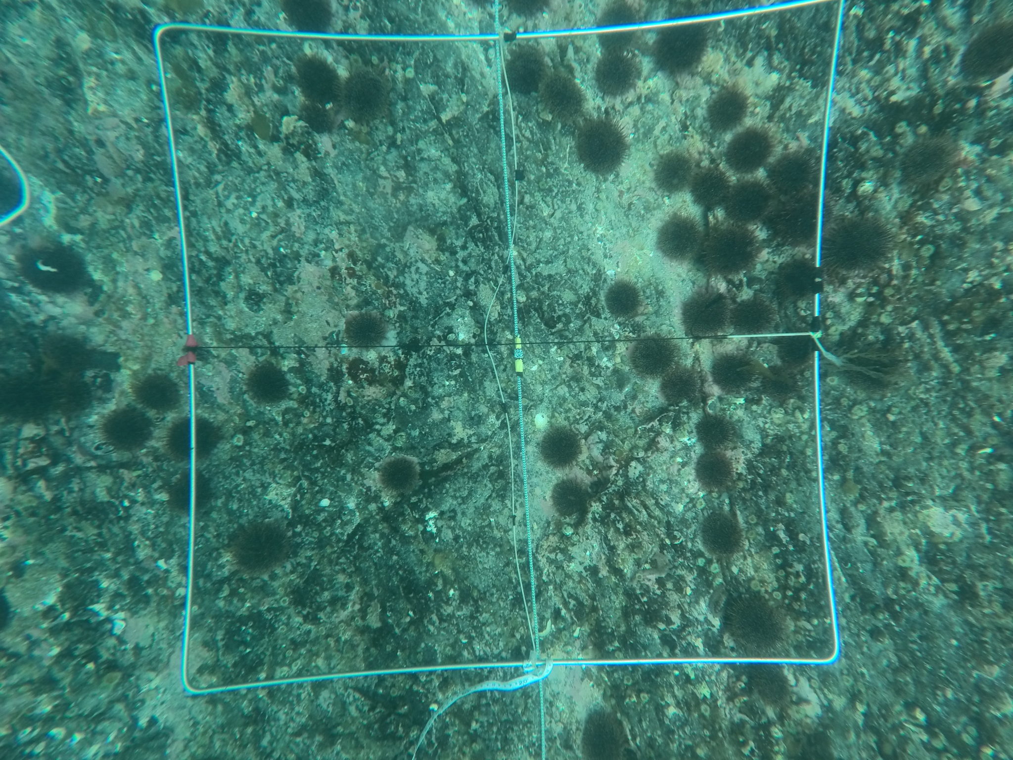 We need to talk about kina - The Noises