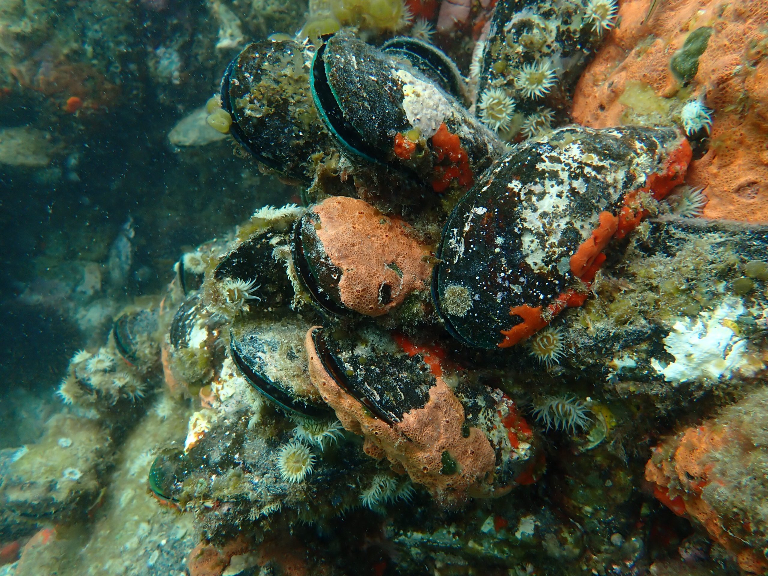 Love mussels, the romantic tale of a broadcast spawner - The Noises